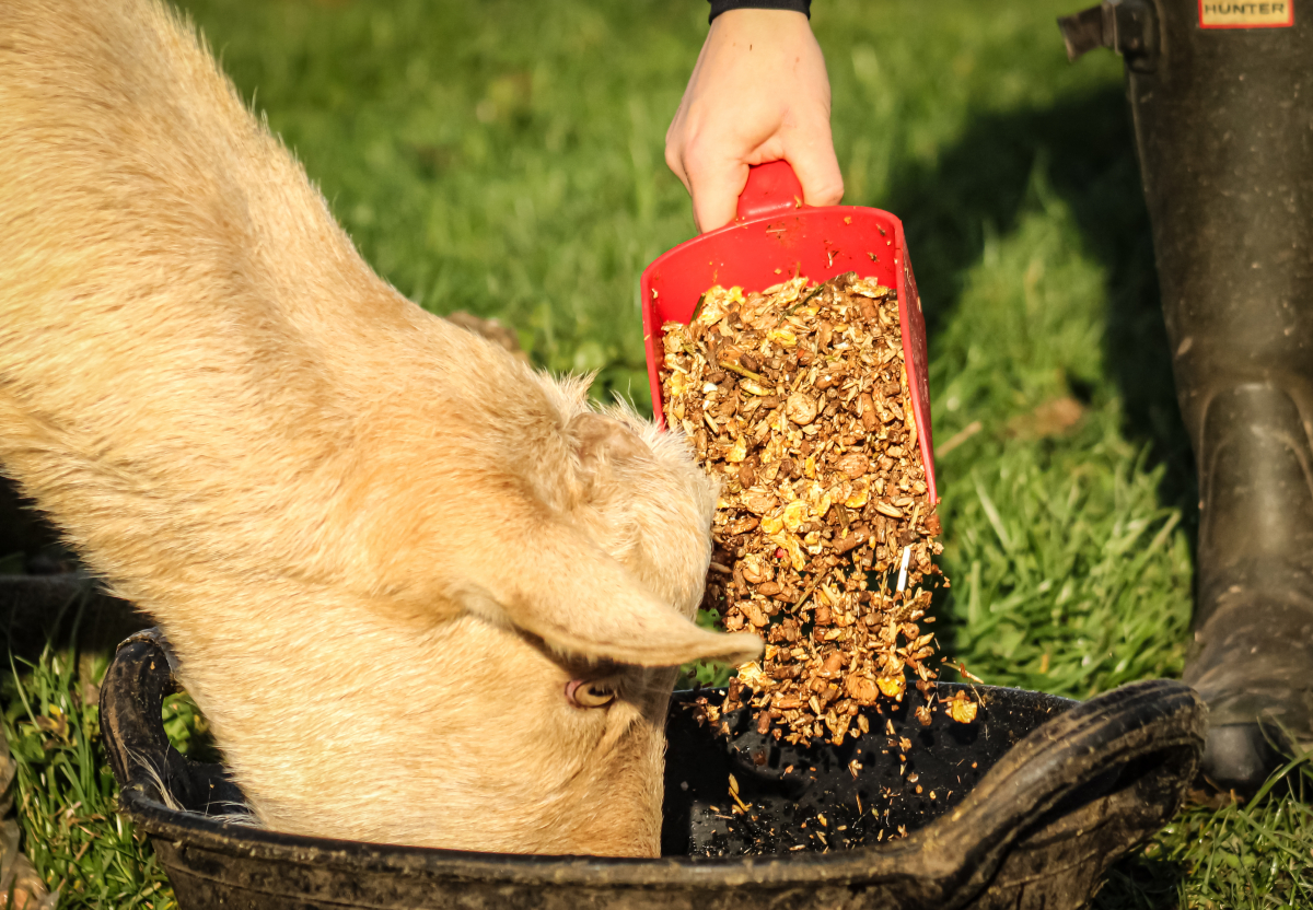 Special Goat Mix – Argo Feeds