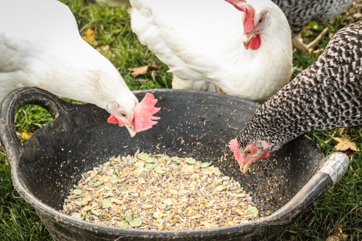 Poultry Mix Complete – Argo Feeds