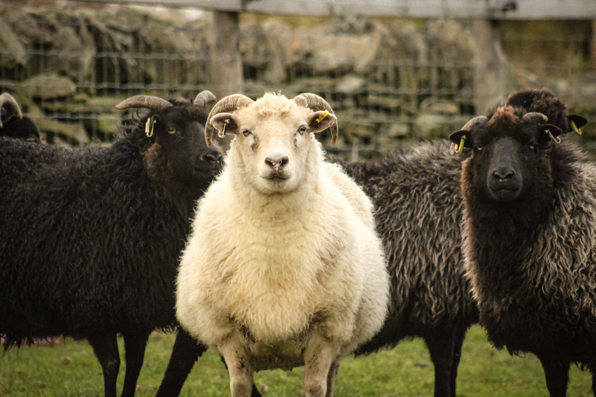 Sheep Nuts – Argo Feeds