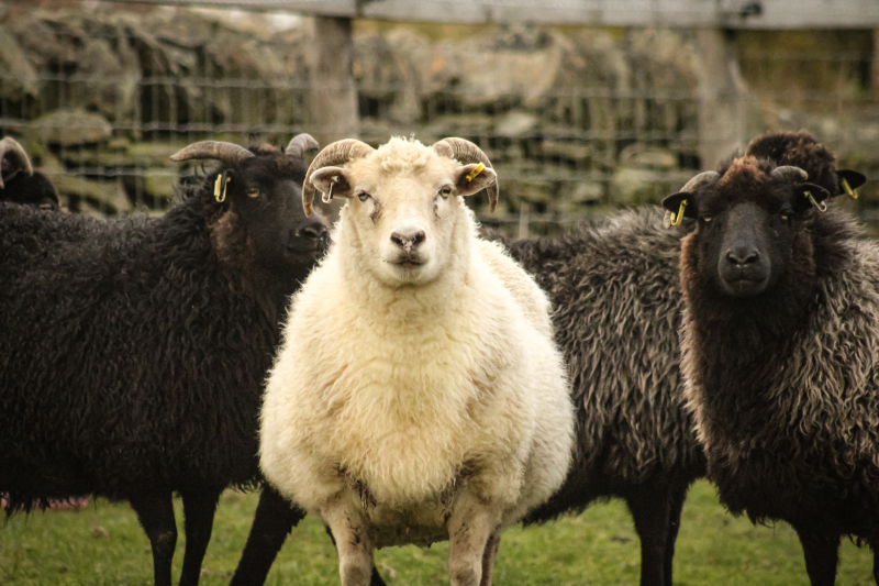 Sheep Nuts – Argo Feeds