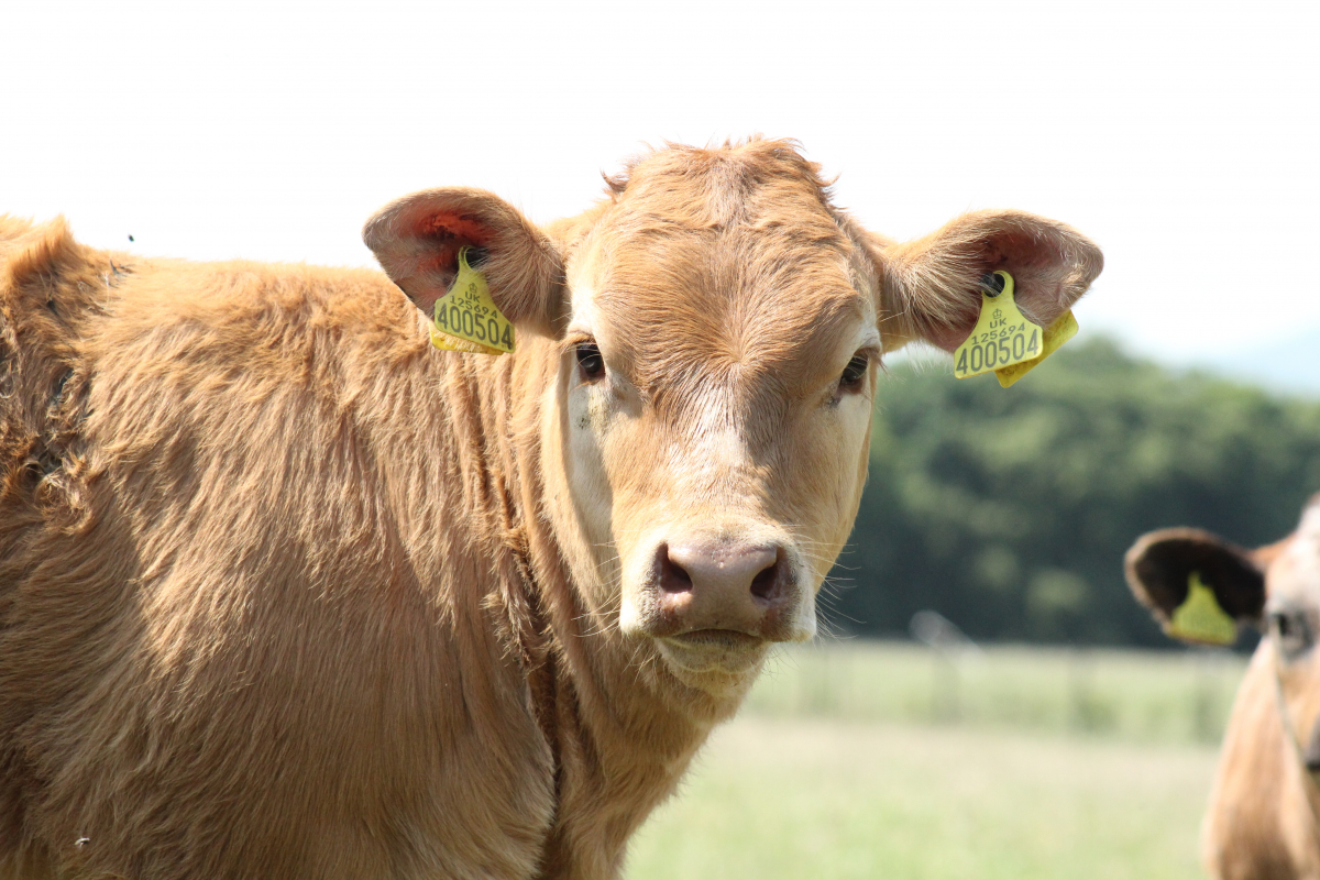 Special Beef Nuts – Argo Feeds