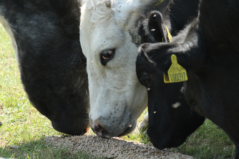 Special Beef Nuts – Argo Feeds